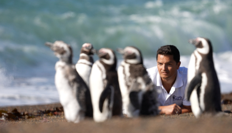 “El Señor de los Pingüinos”: documental sobre Pablo Borboroglu, ganador ...